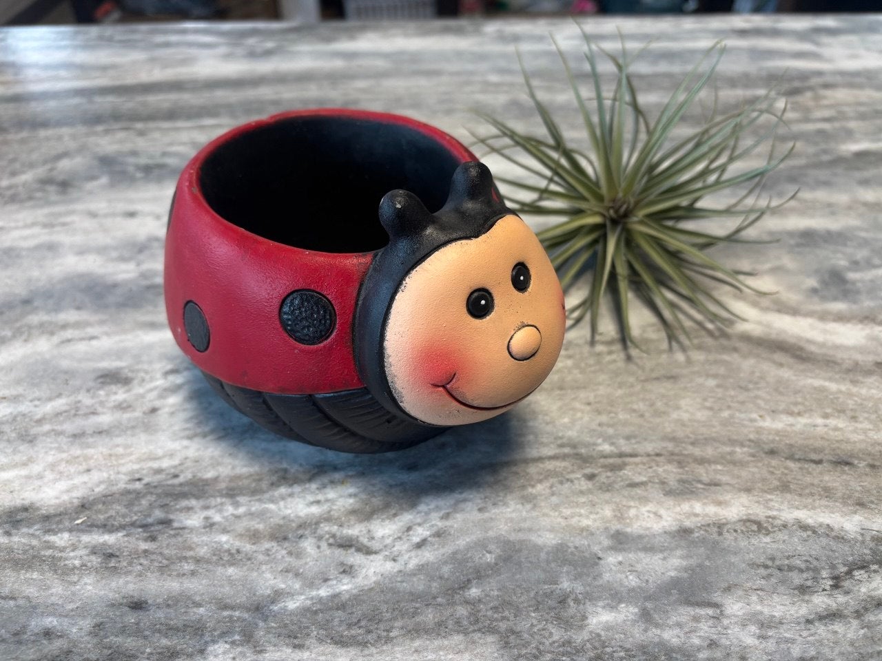 Bug Planter | Dutch Garden Nursery