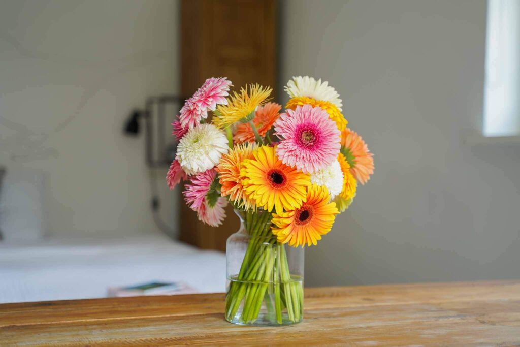 Gerbera | Dutch Garden Nursery Burkholder Greenhouse LLC