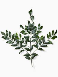 Nagi Fern | Dutch Garden Nursery / Burkholder Greenhouse LLC