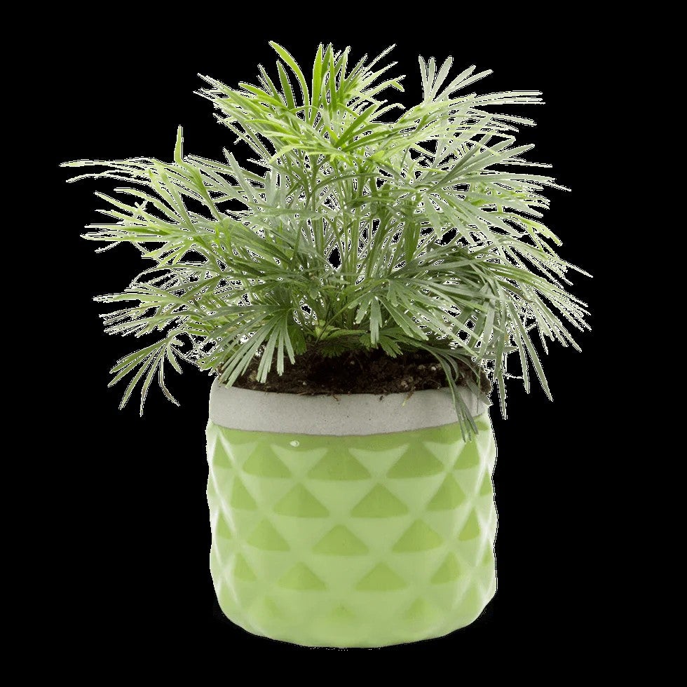 Chive Fern Pina Succulant Pot | Dutch Garden Nursery
